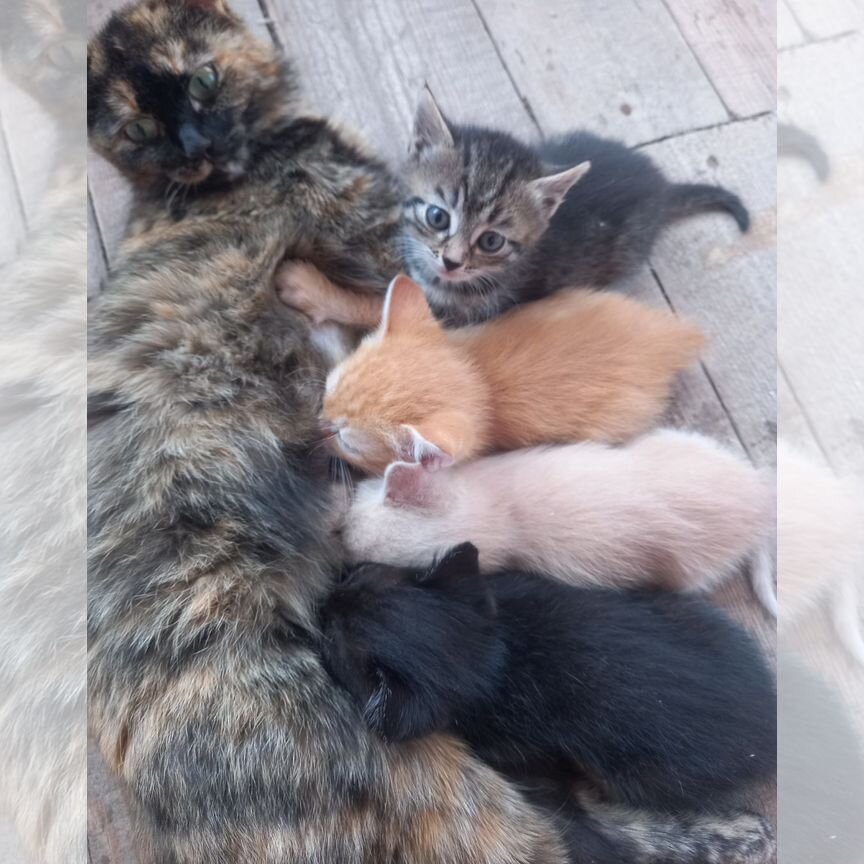 Отдам бесплатно котят