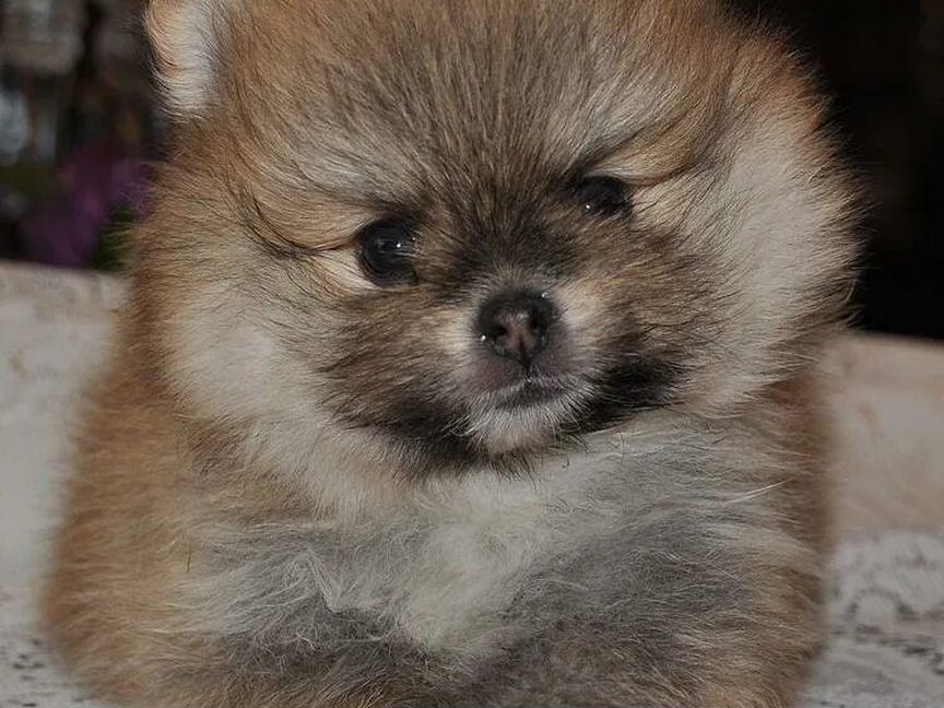 Чудо колобок мишка шпицышка