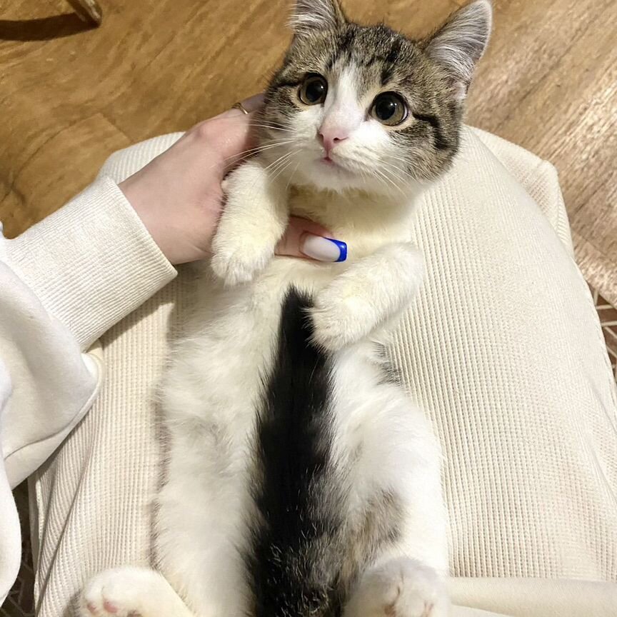 Котенок 2 месяца девочка