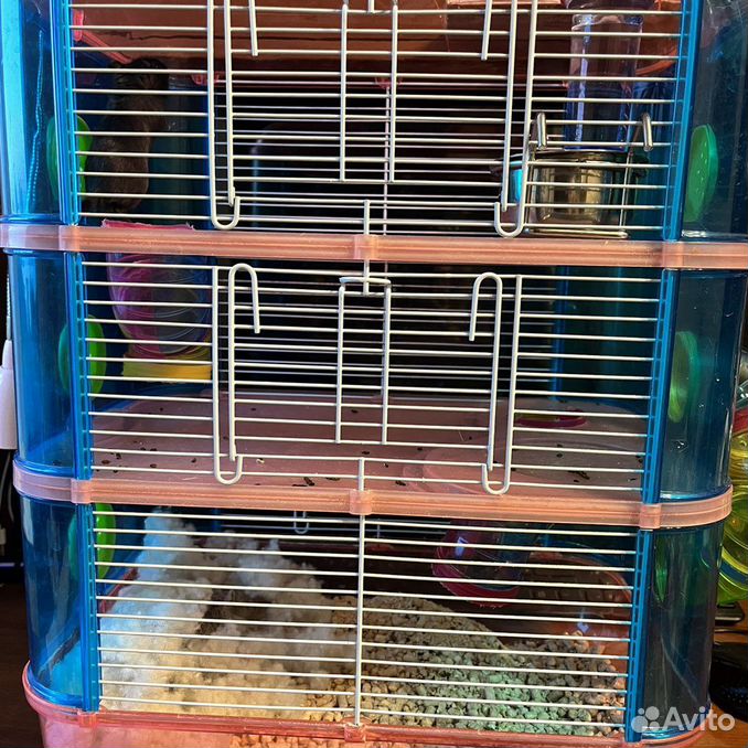 Отдам бесплатно песчанок