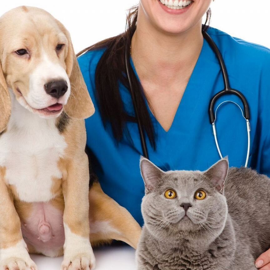 Стерилизация и кастрация животных