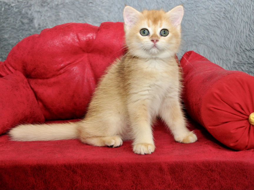 Золотая девочка