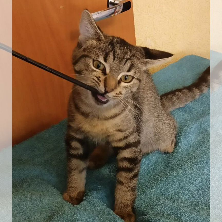 Котенок девочка зая 3 месяца
