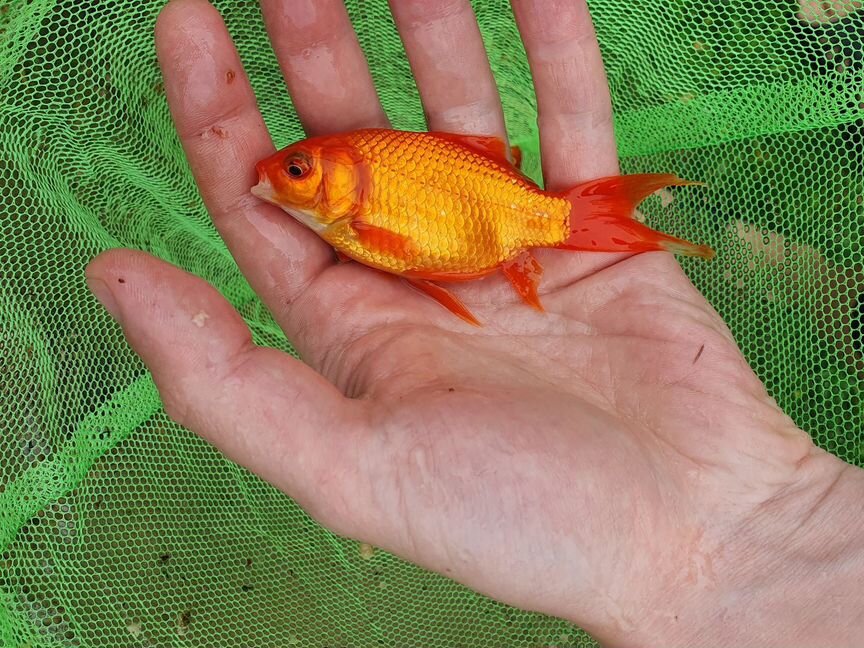 Красный карась комета