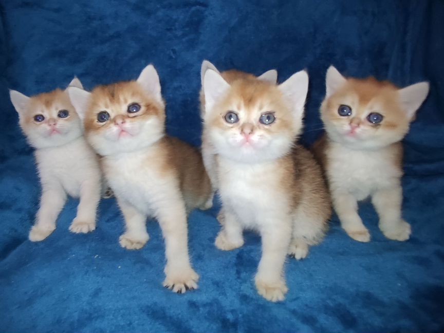 Котятки золотые шиншиллы
