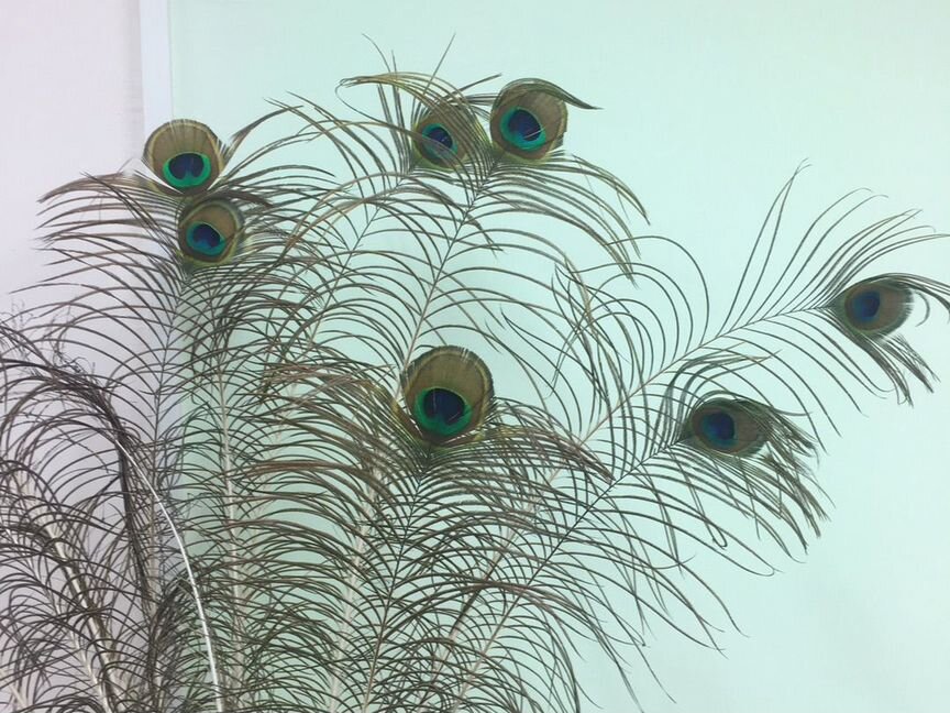 Перо павлина