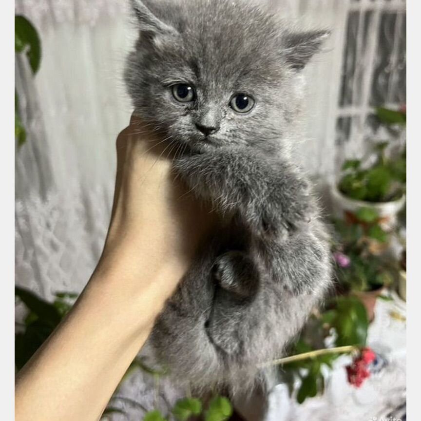 Продаются британские котята