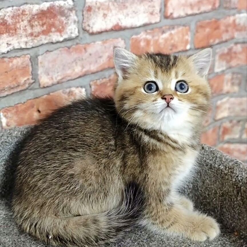 Шотландский прямоухий короткошёрстный котёнок