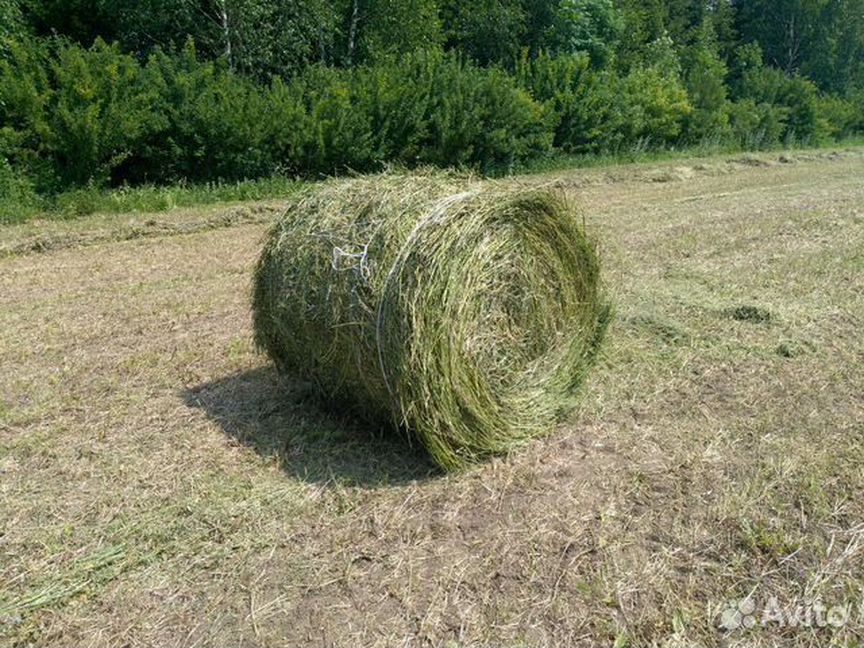 Сено в рулонах