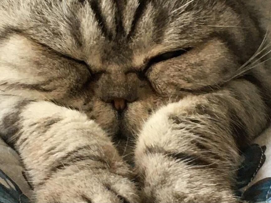 Шотландский кот