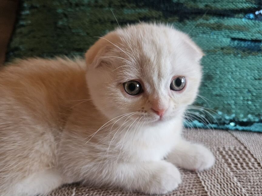 Шотландский вислоухий кот