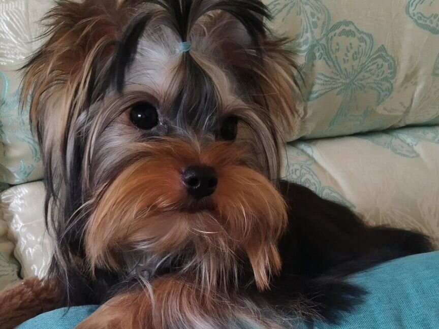 Йоркширский терьер щенки