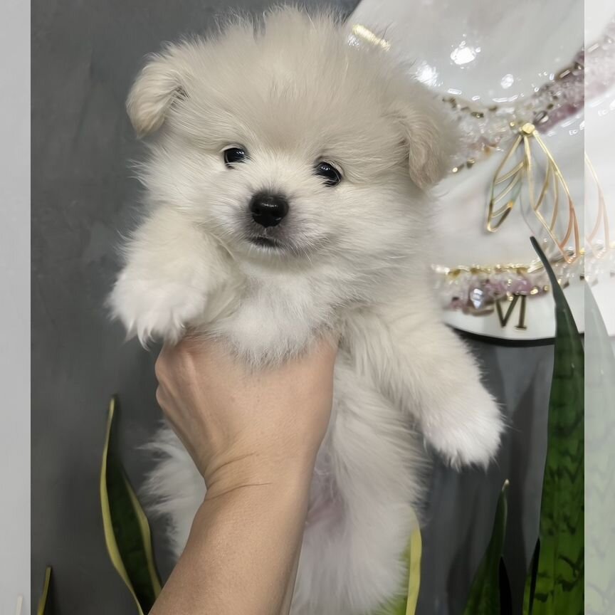 Померанский шпиц, щенок