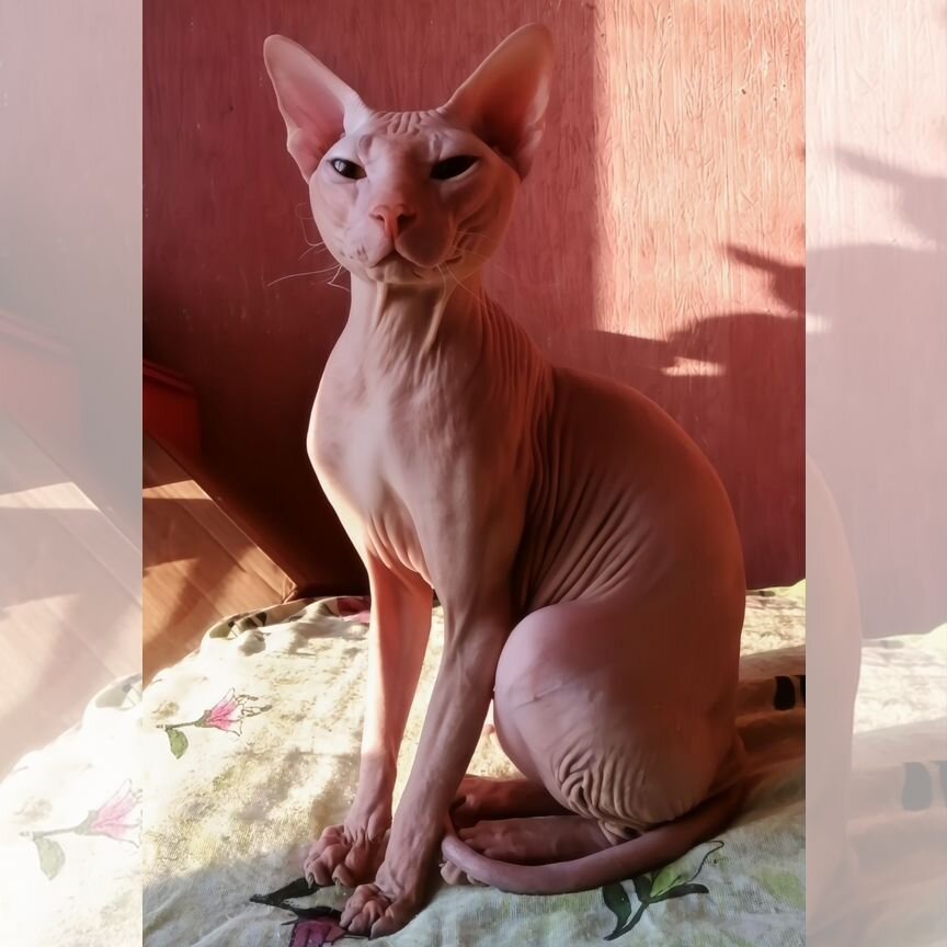 Донской сфинкс котёнок