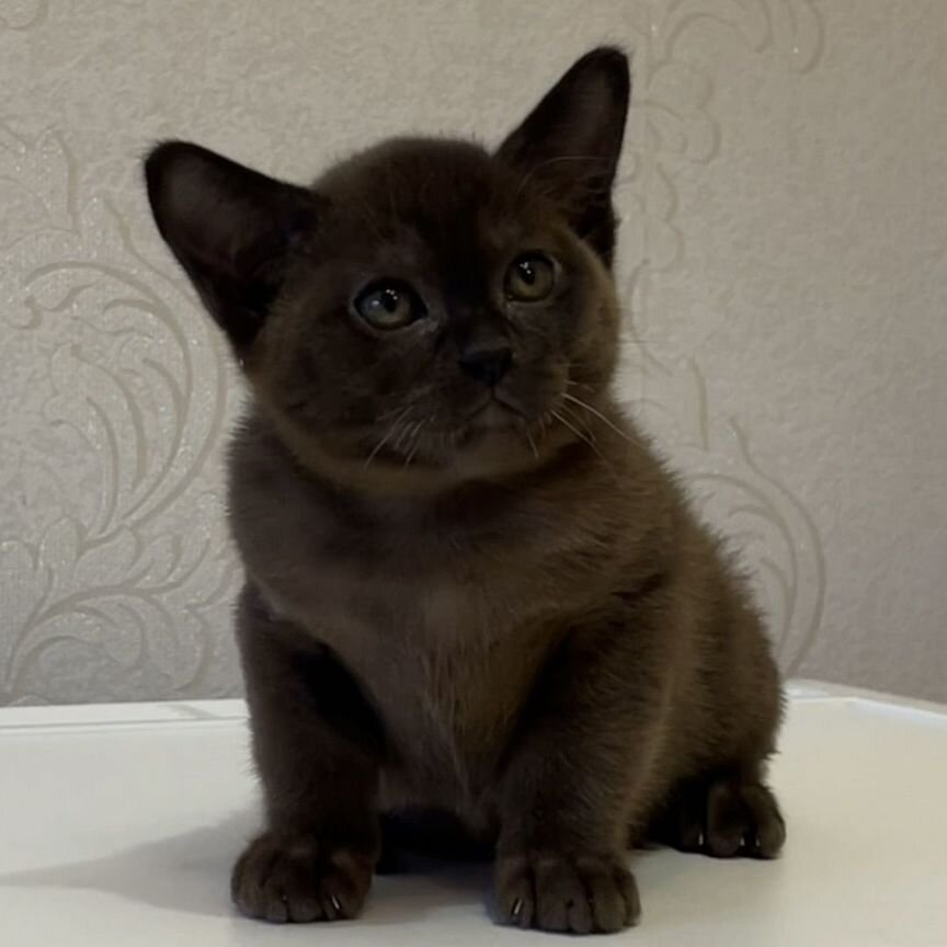 Котенок европейской бурмы