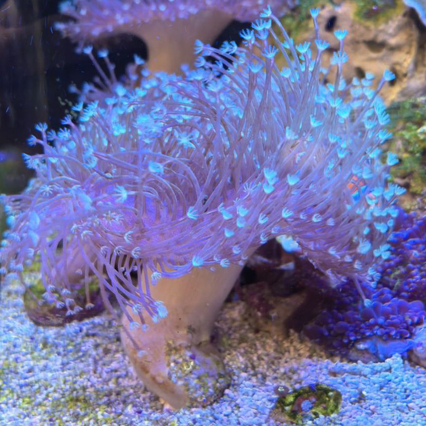 Саркофитонд длиннополипный