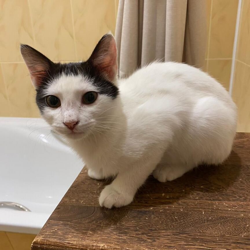 Молоденькая кошечка в чепчике