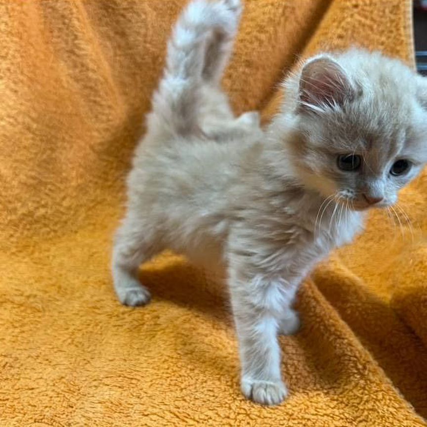 Британский длинношёрстный котёнок