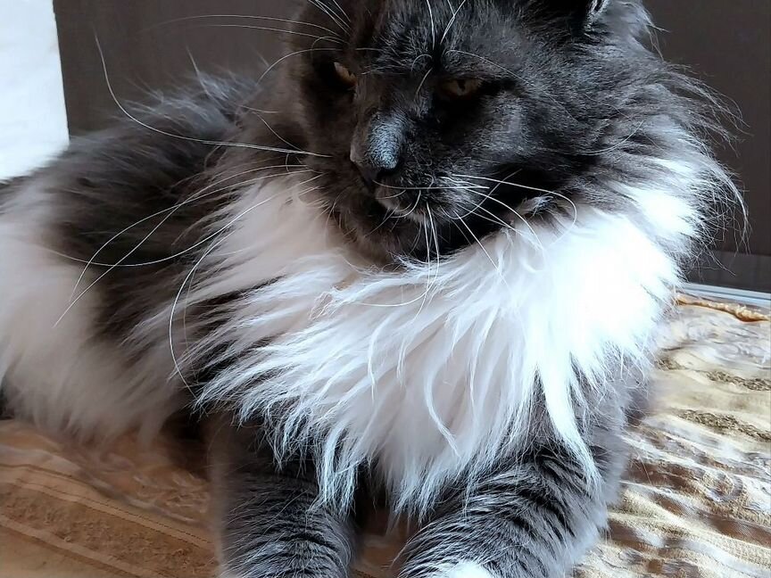 Кошка мейн-кун