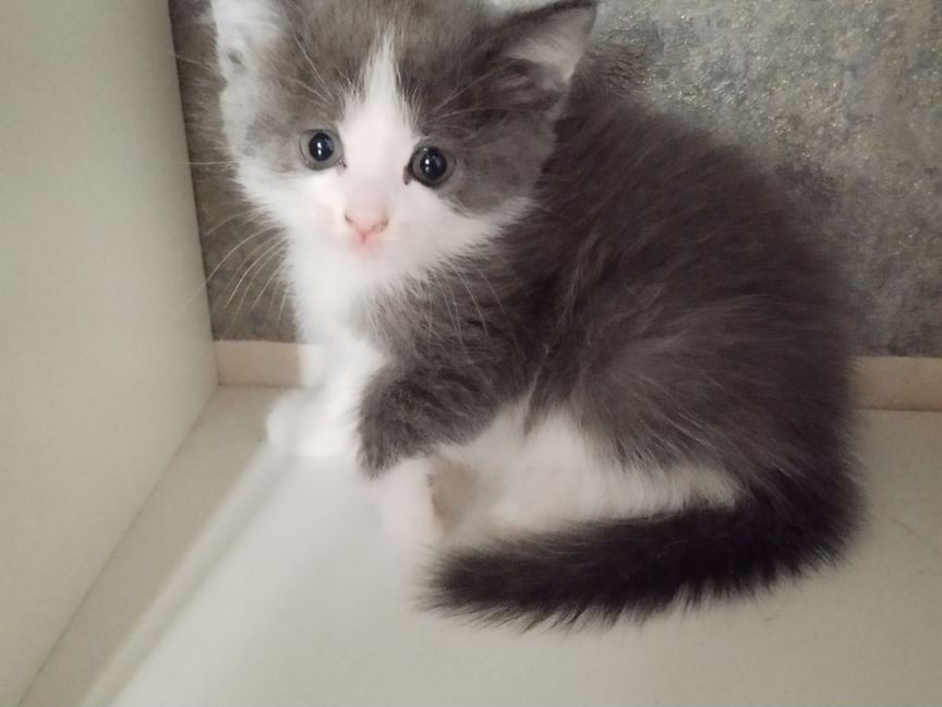 Отдам Котенок британец