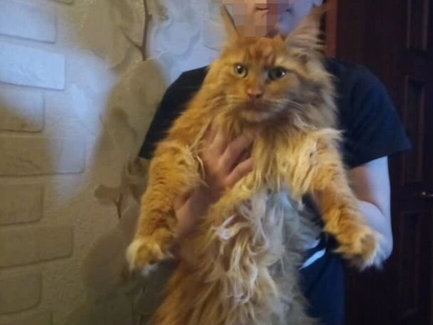 Отдам в добрые руки майнкун