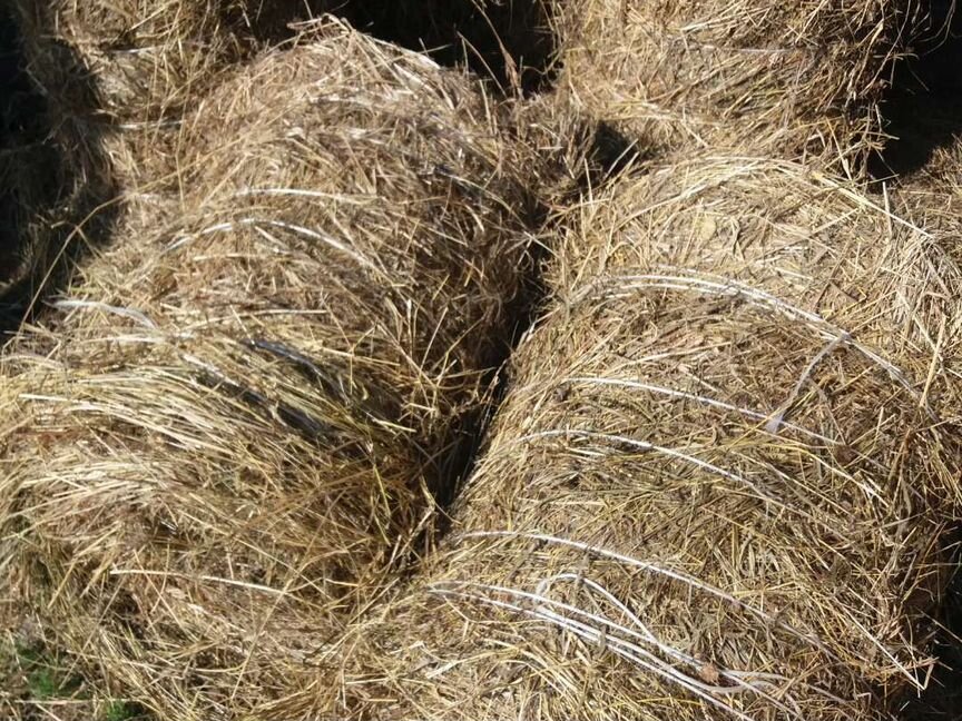 Сено в рулонах 2023
