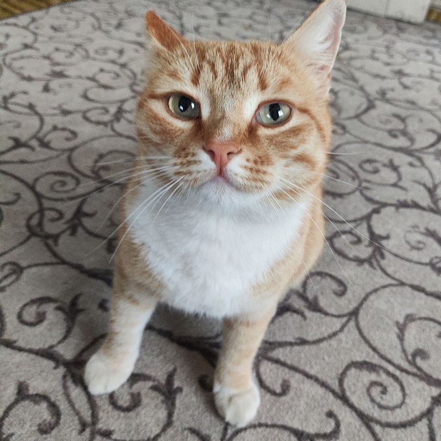 Взрослый кот в добрые руки