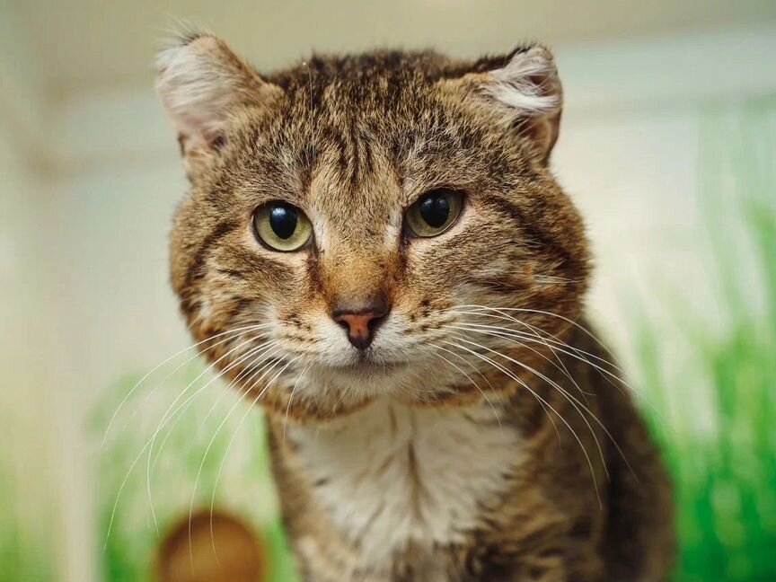 Кошка в дар