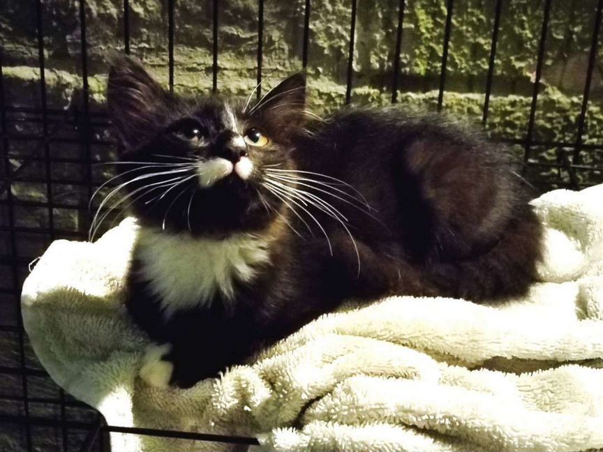 Сладкая ищет мам, пап