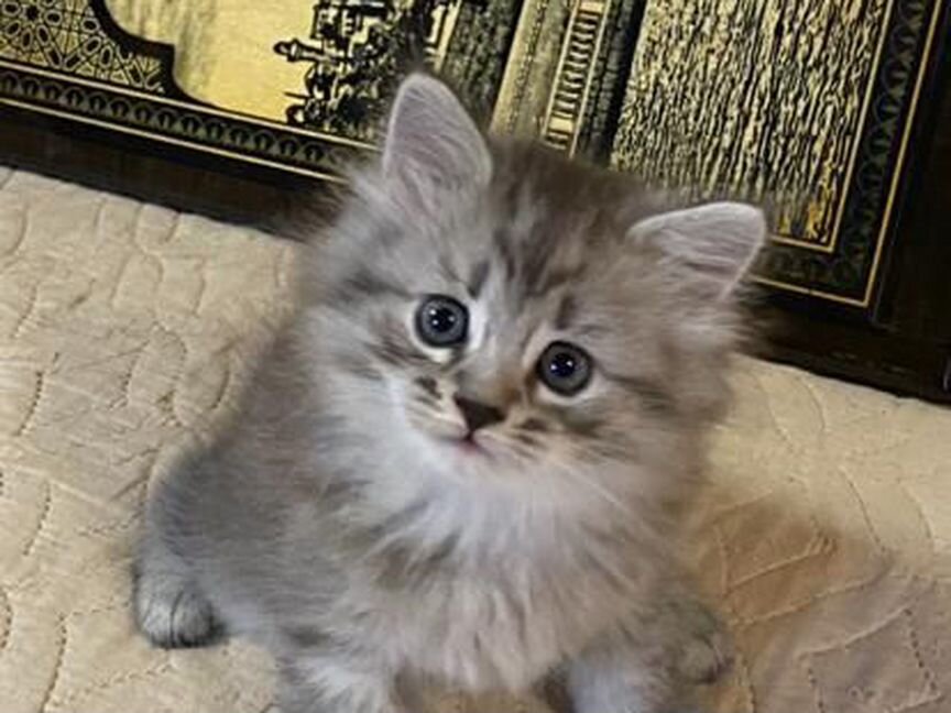 Шотландские вислоухие котята