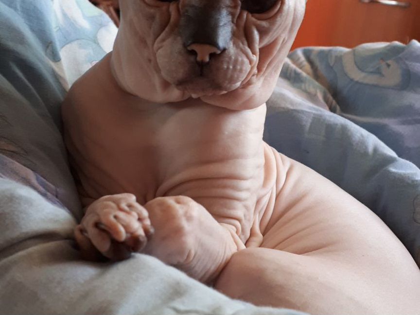 Донские котята