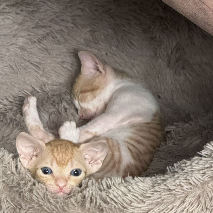 Канадский сфинкс котёнок