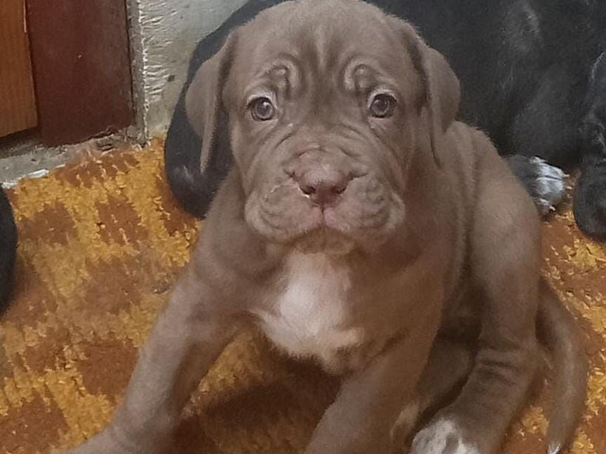 Щенки Неаполитанский мастиф