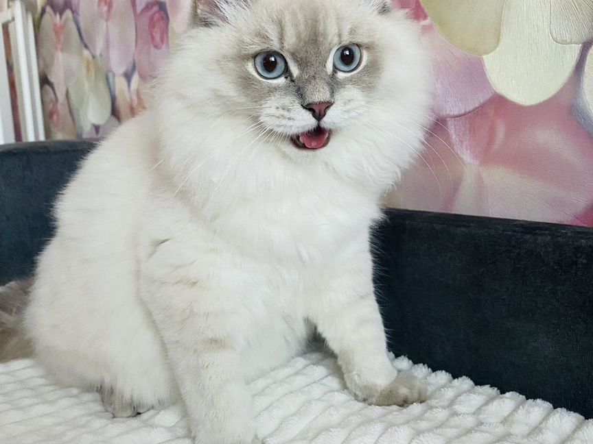 Отдам кота в добрые руки