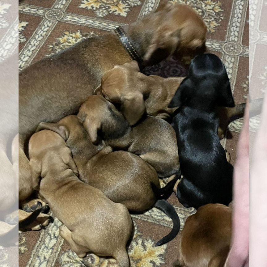 Карликовая такса, щенок