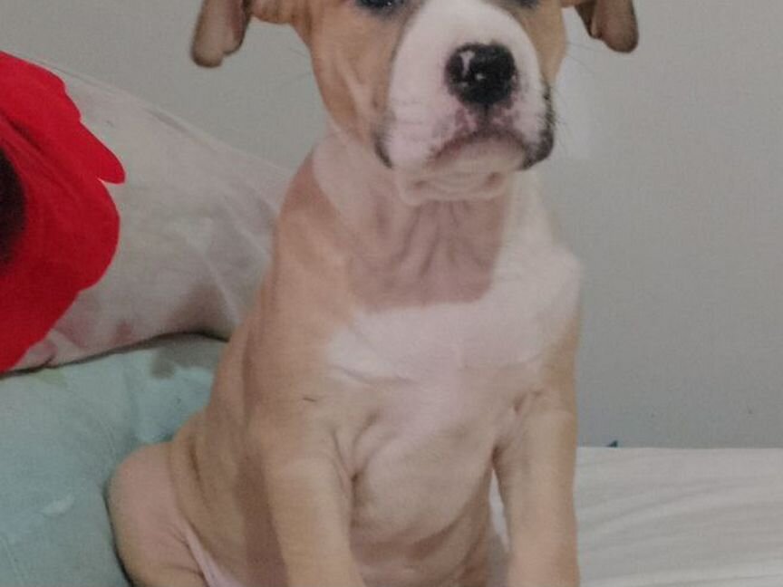 Стаффордширский терьер