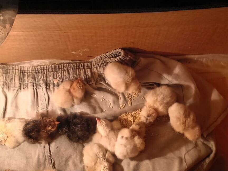 Цыплята от домашних кур