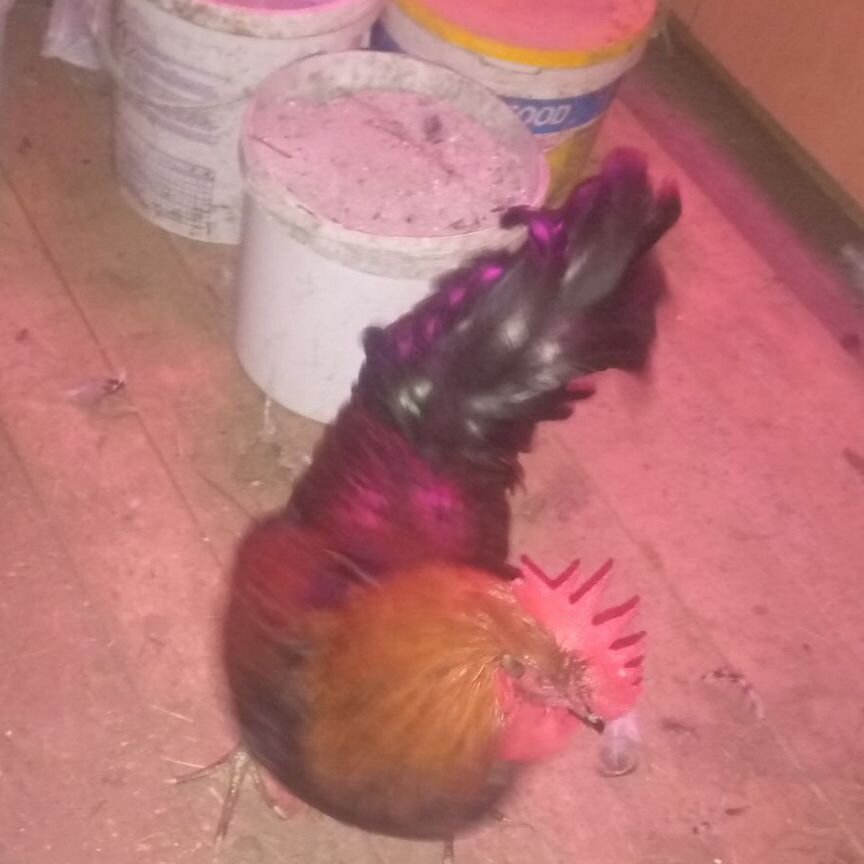 Молодые петухи