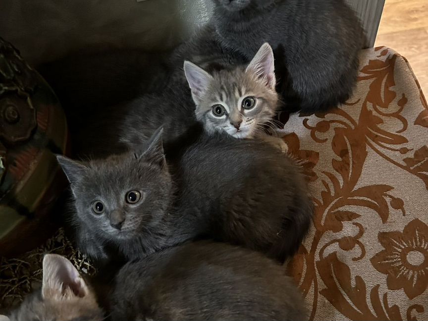 Отдам котят в добрые руки