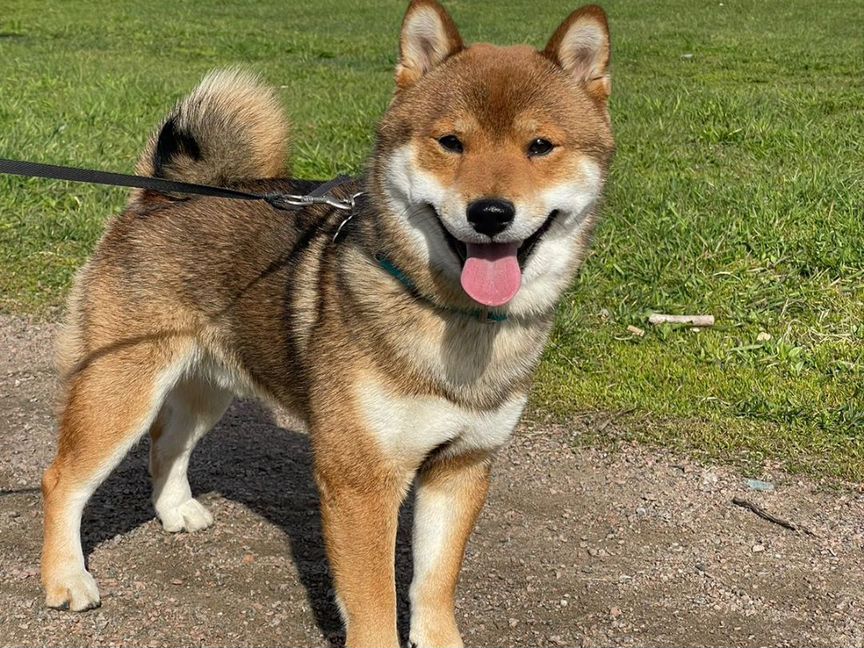 Кобель шиба ину. Для вязки