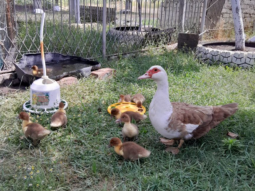 Утки шипуны