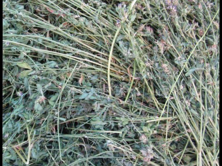 Сено люцерны в тюках луговое