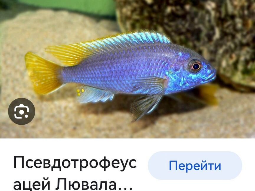 Молодь цихлид Ацей лювала риф