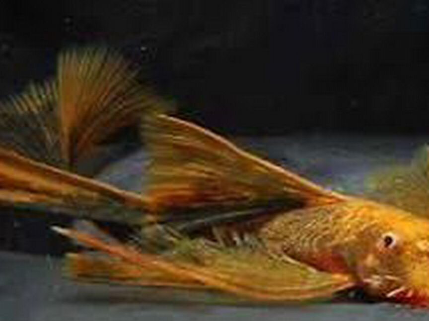 Номерной сом анциструс LDA-16 вуаль