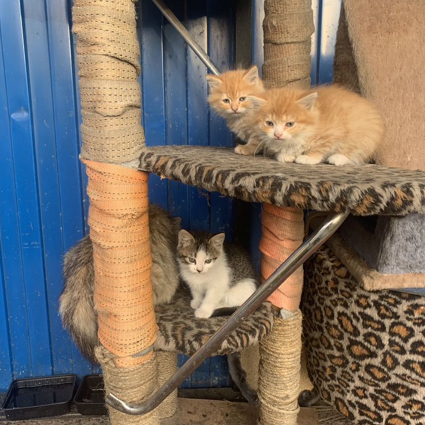 Котята в добрые руки