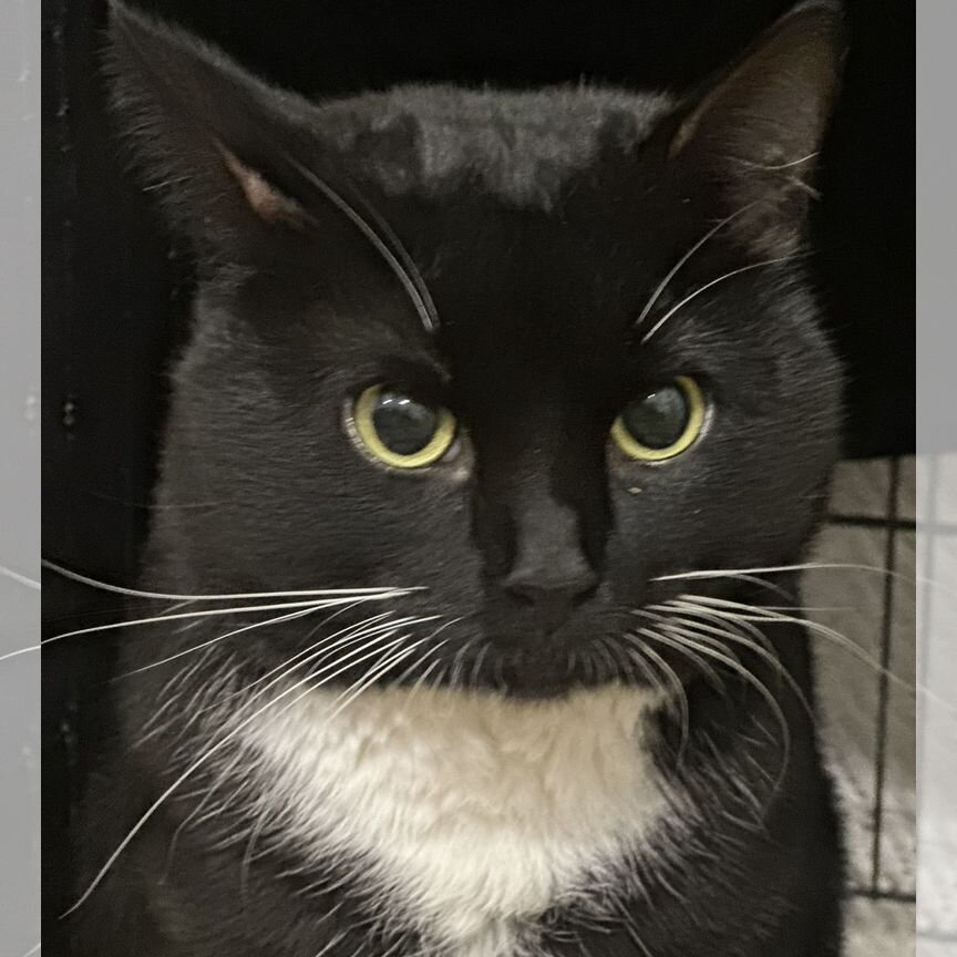 Взрослый кот в добрые руки