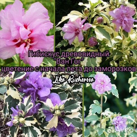 Гибискус вариенатный Ван Гог+ в подарок Суккуленты купить в Краснодаре ...