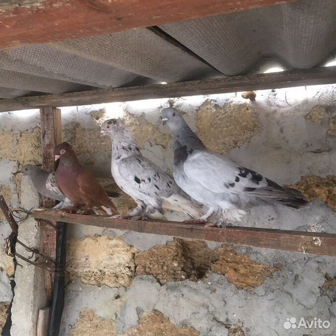 Голуби игровые