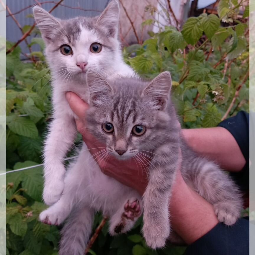 Котята в добрые руки
