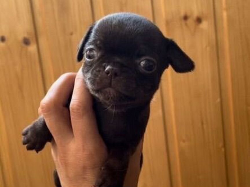 Маленький чихуахуа щенок